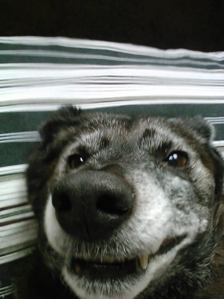 16 mosolygós kutyus, aki büszkén villog a fehér fogával. Nézzétek ...