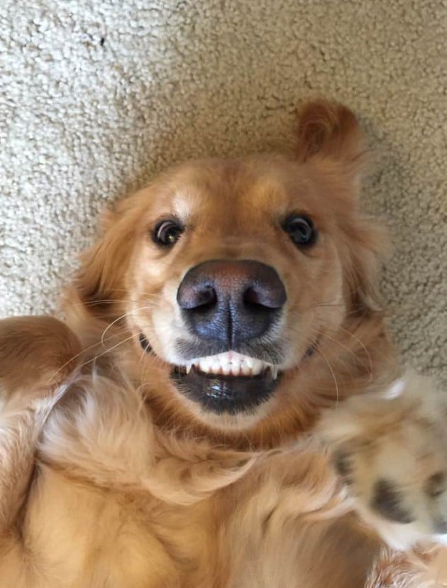 16 mosolygós kutyus, aki büszkén villog a fehér fogával. Nézzétek ...